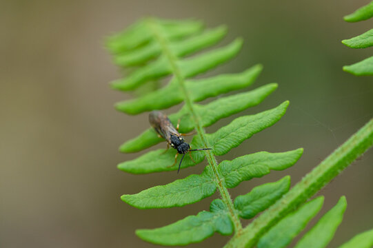 「Symphyta」の画像 - 354 件の Stock 写真、ベクターおよびビデオ | Adobe Stock