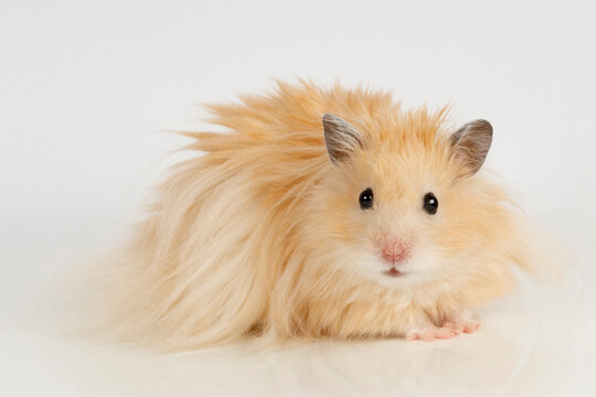 Teddyhamster Bilder – Durchsuchen 5,224 Archivfotos, Vektorgrafiken und ...