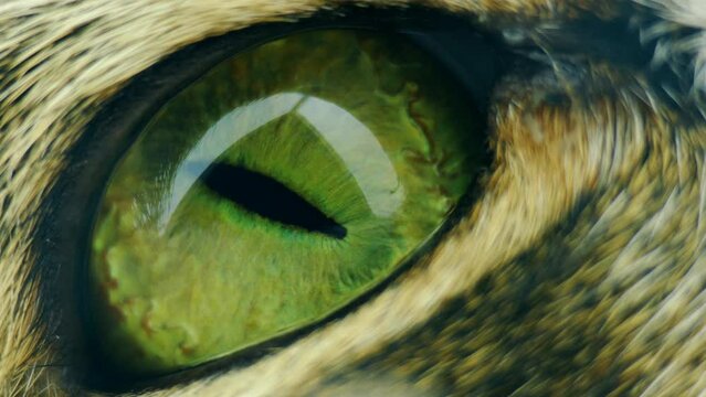 Afbeeldingen over "Green Eye" – Blader in stockfoto's, vectoren en ...