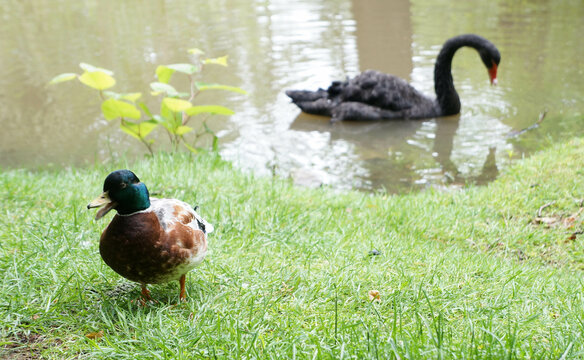 Wassertiere 이미지 – 찾아보기 789 스톡 사진, 벡터 및 비디오 | Adobe Stock