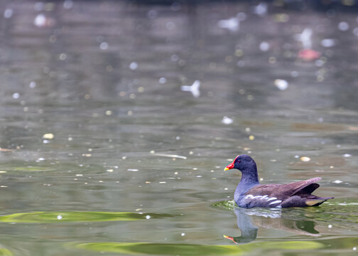 รูปภาพWater-Hen – เลือกดูภาพถ่ายสต็อก เวกเตอร์ และวิดีโอ108 | Adobe Stock