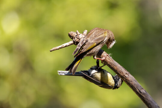 Passeriformi Images – Browse 401 Stock Photos, Vectors, and Video ...