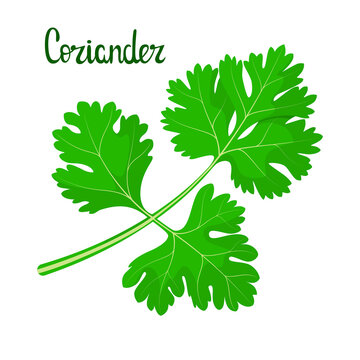 Coriander Plant Drawing