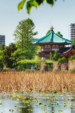 Catamite 影像 – 瀏覽 1,098 個素材庫相片、向量圖和影片 | Adobe Stock
