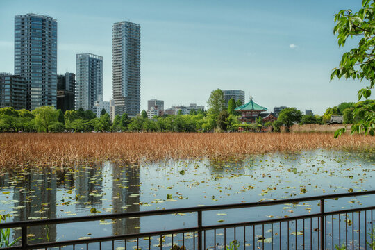 รูปภาพCatamite – เลือกดูภาพถ่ายสต็อก เวกเตอร์ และวิดีโอ1,098 | Adobe Stock