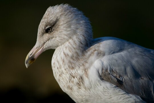 Goelan Images – Browse 39 Stock Photos, Vectors, and Video | Adobe Stock