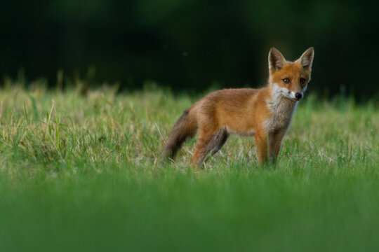 Renardeau Imagens – Procure 327 fotos, vetores e vídeos | Adobe Stock