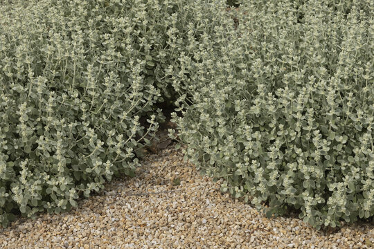 「Imphepho」の写真素材 | 71件の無料イラスト画像 | Adobe Stock