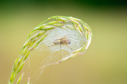 "Yellow Sac Spider" Images – Browse 338 Stock Photos, Vectors, and ...