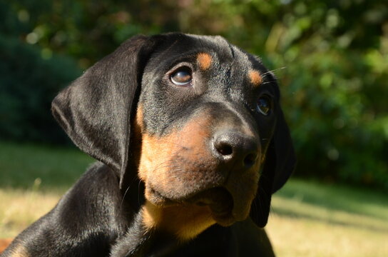 "Catahoula Leopard Dog" Images – Browse 519 Stock Photos, Vectors, and ...