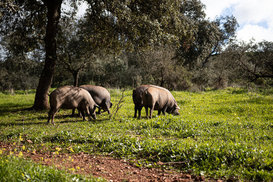 Slob-Bilder: Stock-Fotos & -Videos. | Adobe Stock