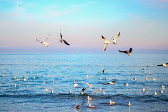 Birds Flying Beach Images – Browse 319,466 Stock Photos, Vectors, and ...