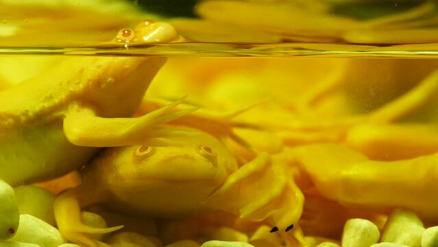 "Yellow Frog" Images – Browse 1,514 Stock Photos, Vectors, and Video ...