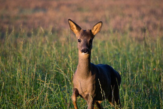 Waterbok Bilder – Durchsuchen 10,505 Archivfotos, Vektorgrafiken und ...