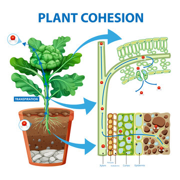 Cohesion And Adhesion In Plants