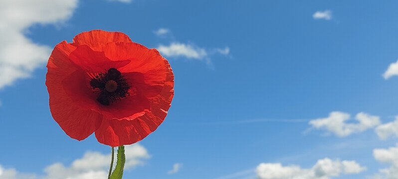 "Remembrance Poppy" Images – Browse 9,343 Stock Photos, Vectors, and ...