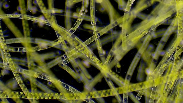 Microscopic Food Images – Browse 6,268 Stock Photos, Vectors, and Video ...