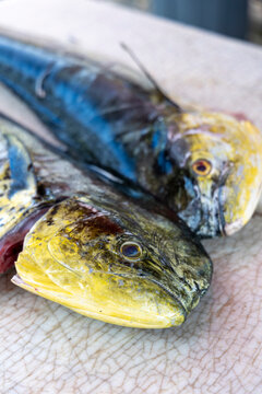 "Dorade Box"-Bilder: Stock-Fotos & -Videos. | Adobe Stock