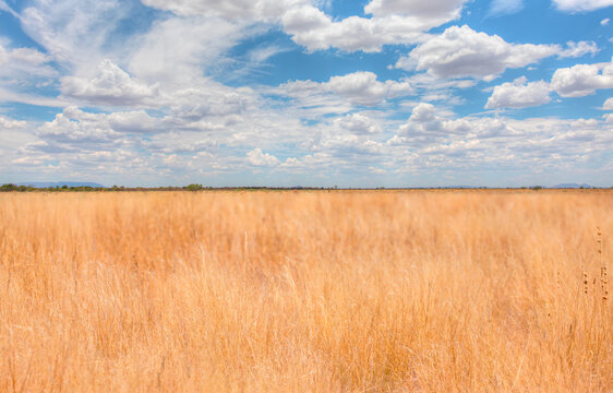 African Grass Images Browse 405 416 Stock Photos Vectors and Video Adobe Stock