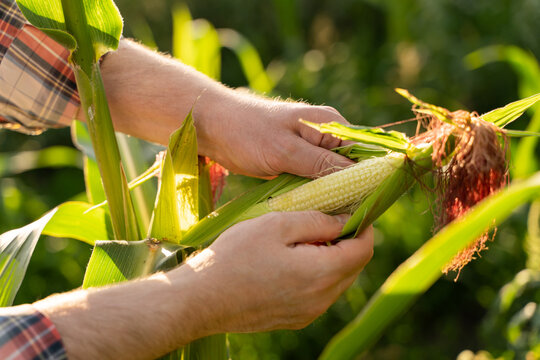 Corne Images – Browse 1,283,073 Stock Photos, Vectors, and Video ...