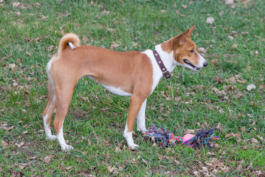 Congo Dog"」の写真素材 | 343件の無料イラスト画像 | Adobe Stock