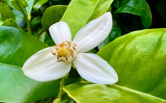 Grapefruit Flowers