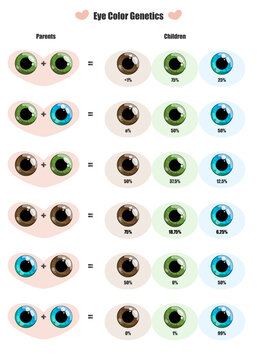 Eye Color Chart Genetics