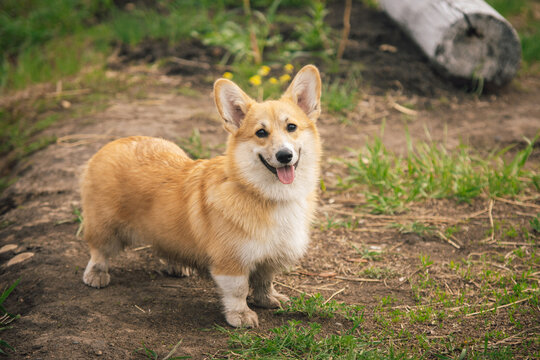 「Korgi」の写真素材 | 231件の無料イラスト画像 | Adobe Stock