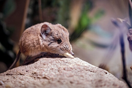 Sengi Bilder – Durchsuchen 353 Archivfotos, Vektorgrafiken und Videos ...