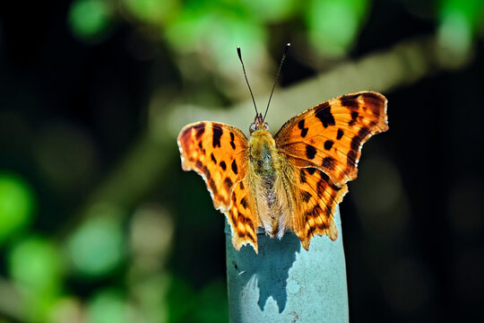 "Syn Bilder – Durchsuchen 4,334 Archivfotos, Vektorgrafiken und Videos ...