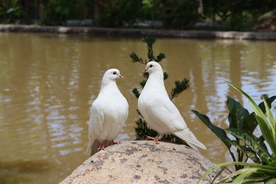 Zuchttauben-Bilder: Stock-Fotos & -Videos. | Adobe Stock