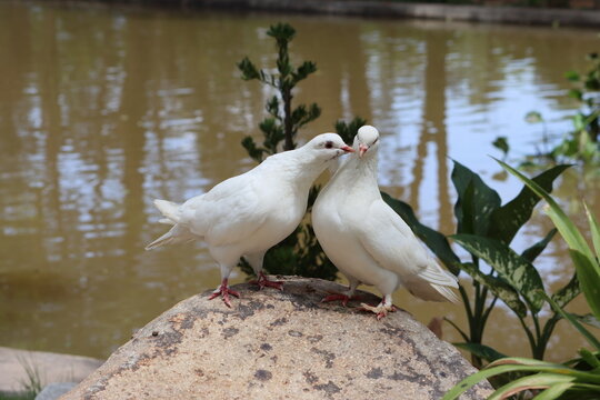 Zuchttauben Bilder – Durchsuchen 298 Archivfotos, Vektorgrafiken und ...