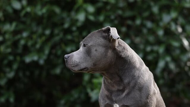 「Staffy」の写真素材 | 14,421件の無料イラスト画像 | Adobe Stock