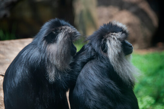 "Lion-Tailed Macaque" Images – Browse 845 Stock Photos, Vectors, and ...