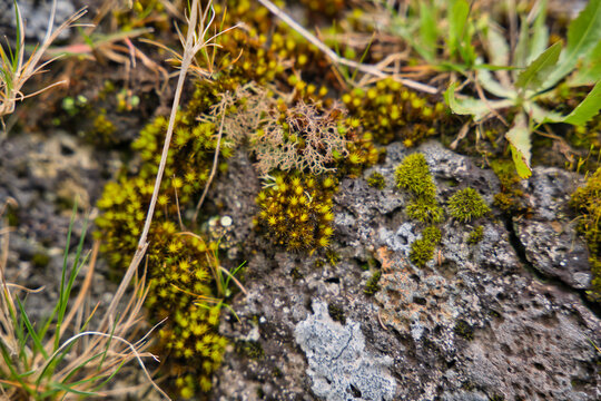 Phragmoplastophyta Images – Browse 5 Stock Photos, Vectors, and Video ...