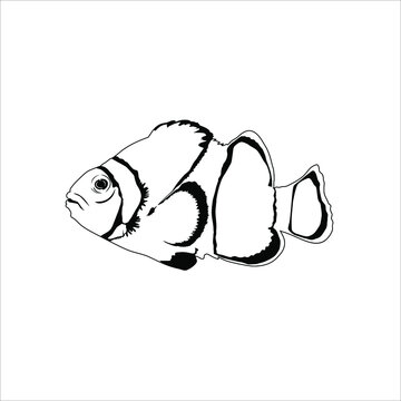 Pomacentridae bilder – Bläddra bland 1,726 stockfoton, vektorer och ...