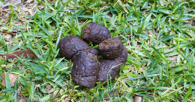 What Is Dog Poop Good For