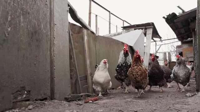 Chicken Running Bilder – Durchsuchen 7,479 Archivfotos, Vektorgrafiken ...