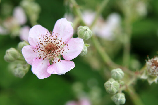 Brombeerhecke-Bilder: Stock-Fotos & -Videos. | Adobe Stock
