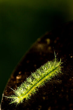 Bicho-Cabeludo Images – Browse 17 Stock Photos, Vectors, and Video ...