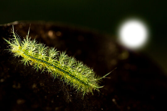 Bicho-Cabeludo Imagens – Procure 17 fotos, vetores e vídeos | Adobe Stock