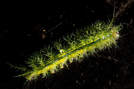 Bicho-Cabeludo Images – Browse 17 Stock Photos, Vectors, and Video ...