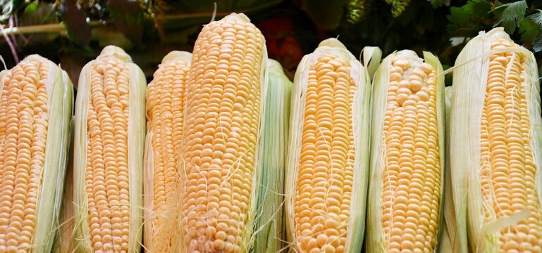 「Zea」の画像 - 8,047 件の Stock 写真、ベクターおよびビデオ | Adobe Stock