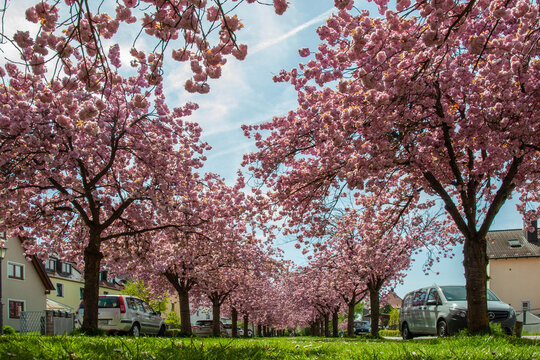 "Japanische Kirsche" Images – Parcourir 631 le catalogue de photos ...