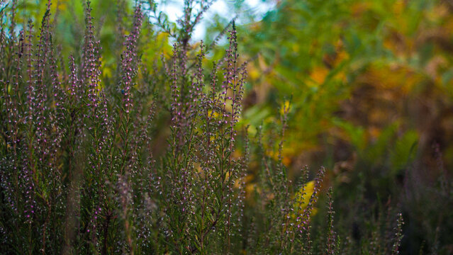 Cireux Images – Parcourir 15,800 le catalogue de photos, vecteurs et ...