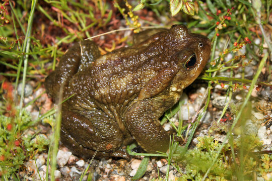 Sapo bilder – Bläddra bland 2,396 stockfoton, vektorer och videor ...