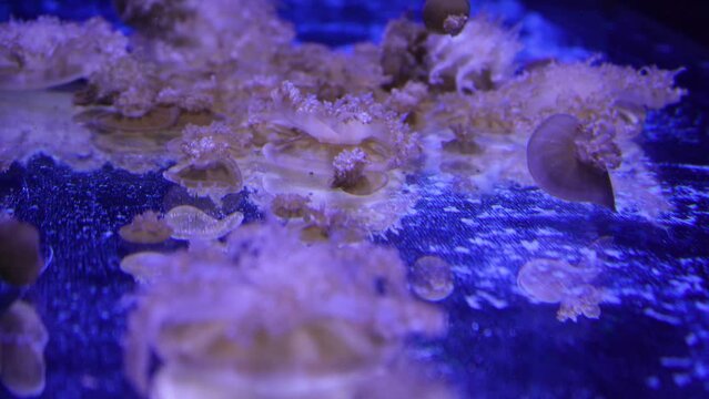 "Frilly-Mouthed Jellyfish" Images – Browse 475 Stock Photos, Vectors ...