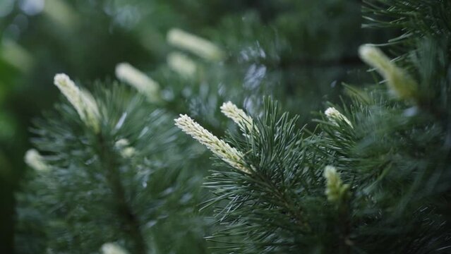 "Pond Pine" Images – Browse 257 Stock Photos, Vectors, and Video ...