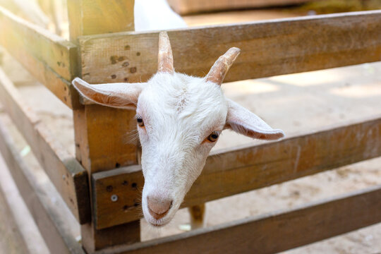 Scapegoat Images – Browse 723 Stock Photos, Vectors, and Video | Adobe ...