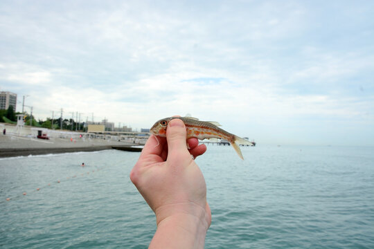รูปภาพBarbunya – เลือกดูภาพถ่ายสต็อก เวกเตอร์ และวิดีโอ439 | Adobe Stock